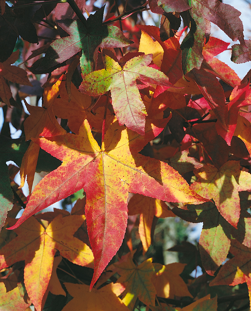 Liquidambar styraciflua 'Autumn Color Globe' - Zahradní centrum ...