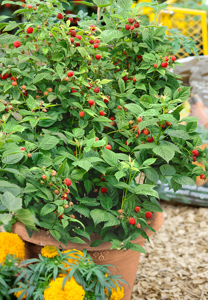 Maliník 'Ruby Beauty-zakrslý' - Zahradní centrum "Strakovo" s.r.o.