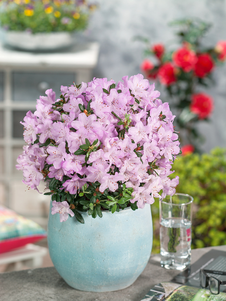 Rododendron, zakrslý pěnišník 'Snipe' - Zahradní centrum "Strakovo" s.r.o.