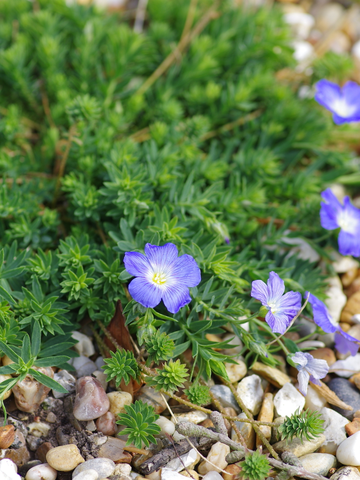 - Zahradní centrum "Strakovo" s.r.o.