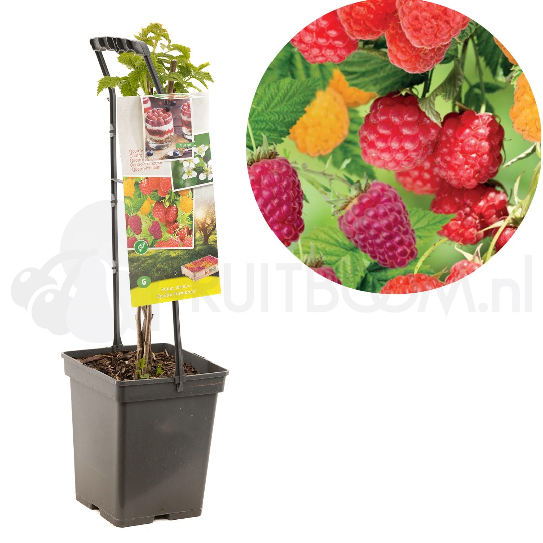 Maliník 'Quattro' - Zahradní centrum "Strakovo" s.r.o.