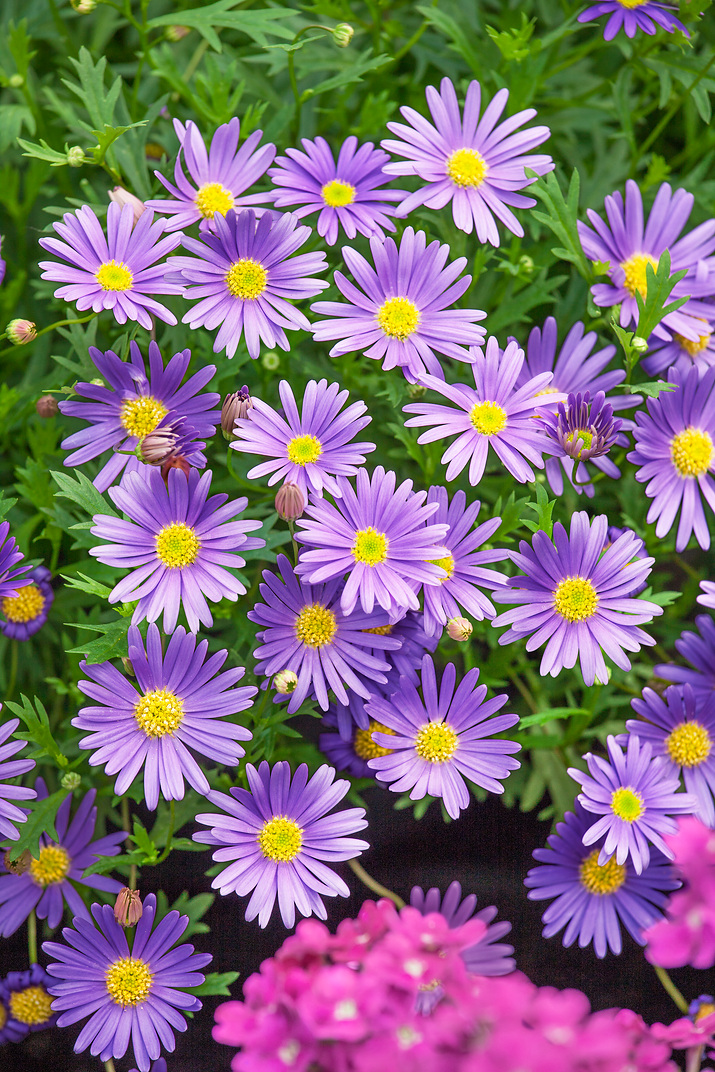 - Zahradní centrum "Strakovo" s.r.o.