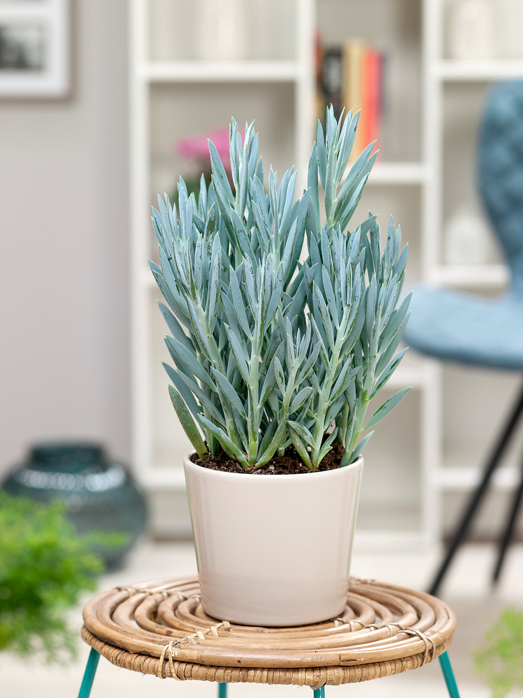 Starček 'Mount Everest' - Zahradní centrum "Strakovo" s.r.o.