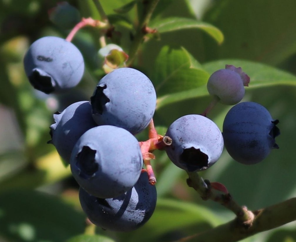 Kanadská borůvka 'Early Blue'® - Zahradní centrum "Strakovo" s.r.o.